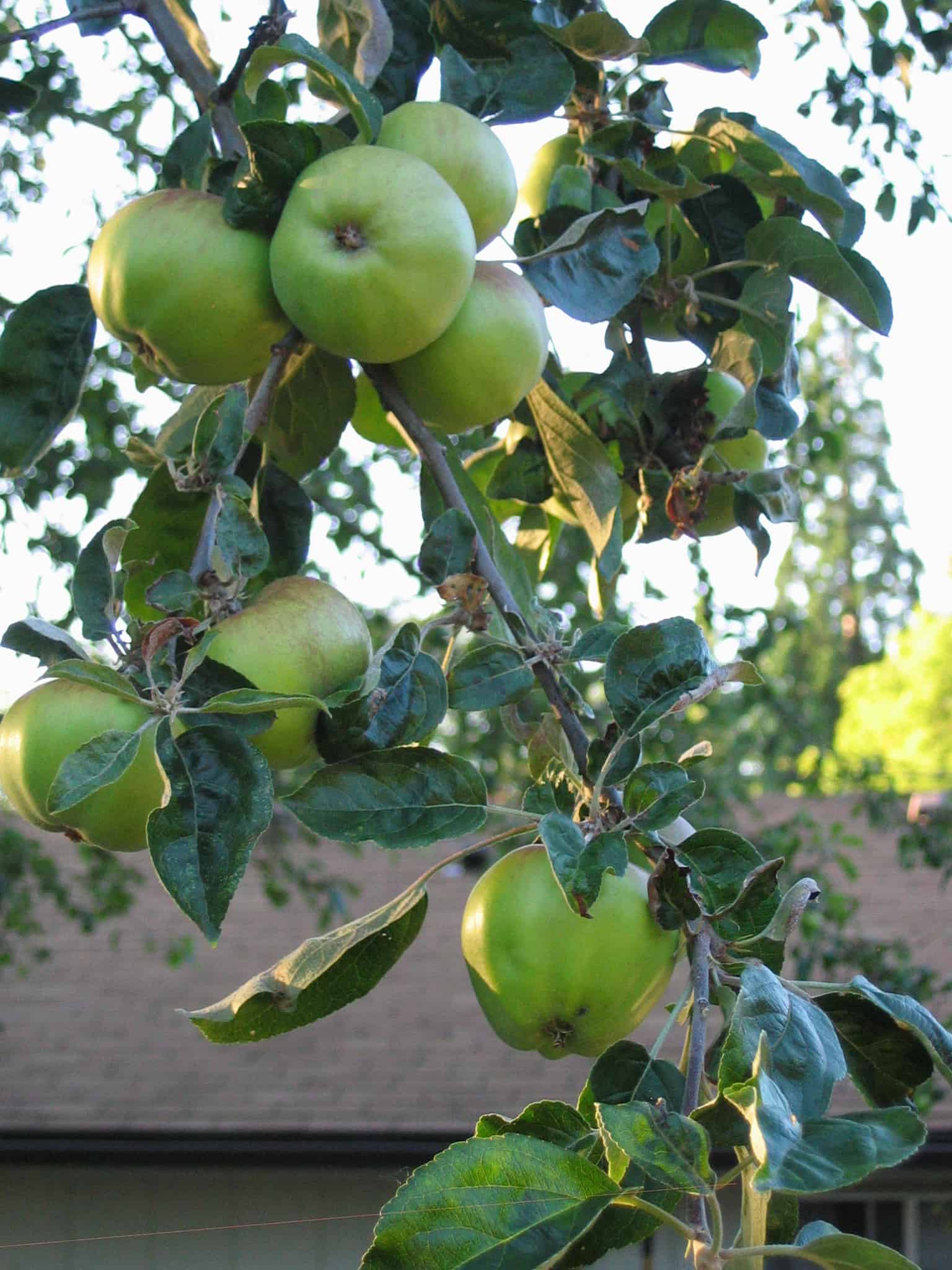 The Early Days | The Garden Delicious
